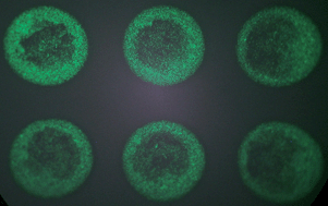 A printed nanolitre-scale bacterial sensor array - Lab on a Chip (RSC ...