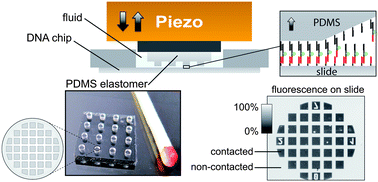 A high throughput molecular force assay for protein–DNA interactions ...