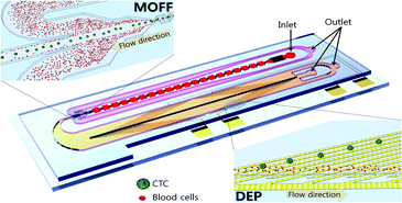 Continuous separation of breast cancer cells from blood samples using ...