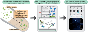 The effects of shear stress on isolated receptor–ligand interactions of ...