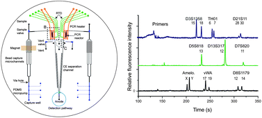 Integrated DNA purification, PCR, sample cleanup, and capillary ...