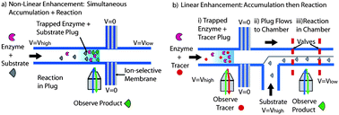 Non-linear and linear enhancement of enzymatic reaction kinetics using ...