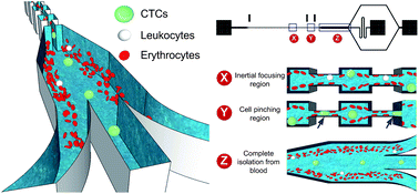 Pinched flow coupled shear-modulated inertial microfluidics for high-throughput rare blood cell ...