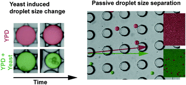 Droplet size based separation by deterministic lateral displacement ...