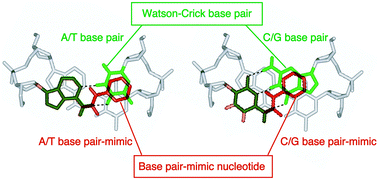Stacking interaction in the middle and at the end of a DNA helix ...