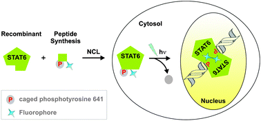 Photocontrol of STAT6 dimerization and translocation - Molecular ...
