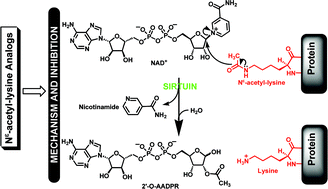 Sirtuin mechanism and inhibition: explored with Nε-acetyl-lysine ...