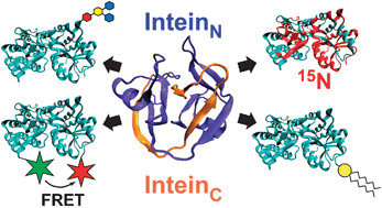 Protein trans-splicing and its use in structural biology: opportunities ...
