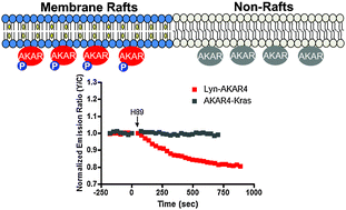 Visualization of PKA activity in plasma membrane microdomains ...