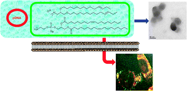 Lipid chain geometry of C14 glycerol-based lipids: effect on lipoplex ...