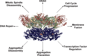 The complexities of p97 function in health and disease - Molecular ...