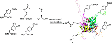 Synthesis of proteins with defined posttranslational modifications ...