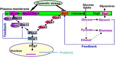 Characterization of the adaptive response and growth upon hyperosmotic ...
