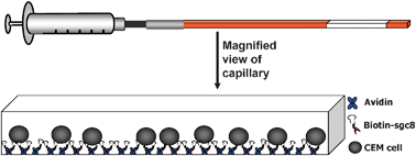 Capturing cancer cells using aptamer-immobilized square capillary ...