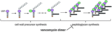New insight into the mode of action of vancomycin dimers in bacterial ...