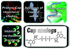 Synthetic mRNA cap analogs with a modified triphosphate bridge ...