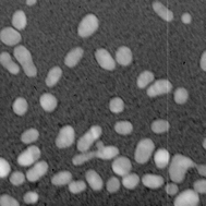 The effect of initiation method on the size, monodispersity and shape ...