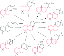 Two rings in them all: The labdane-related diterpenoids - Natural ...