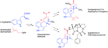 Ergot alkaloids: structure diversity, biosynthetic gene clusters and ...