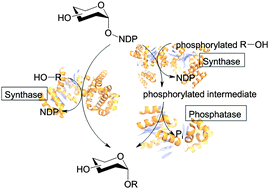 Glycosides as compatible solutes: biosynthesis and applications ...