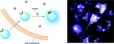Sensing with fluorescent nanoparticles - Nanoscale (RSC Publishing)