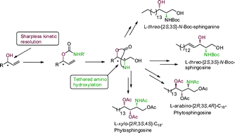 A general and concise asymmetric synthesis of sphingosine, safingol and ...