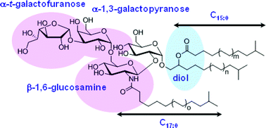 Glycolipid Structure Membrane Lipid Wikipedia