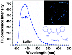 Blue fluorescent dye-protein complexes based on fluorogenic cyanine ...