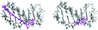 Observation of the reversibility of a covalent pyrrolobenzodiazepine ...