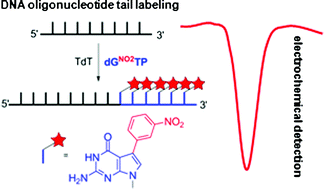 Tail-labelling of DNA probes using modified deoxynucleotide ...