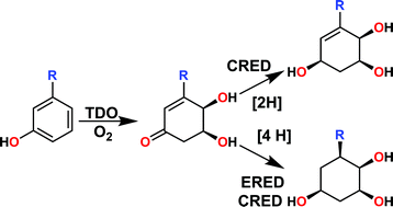Dioxygenase-catalysed cis-dihydroxylation of meta-substituted phenols ...