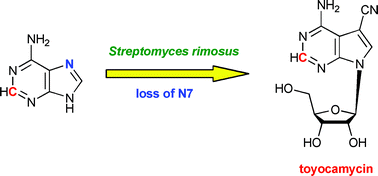 7-Deazapurine biosynthesis: NMR study of toyocamycin biosynthesis in ...