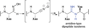 Design and synthesis of amidine-type peptide bond isosteres ...