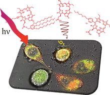 Novel photosensitisers derived from pyropheophorbide-a: uptake by cells ...