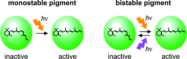 Diversity and functional properties of bistable pigments ...