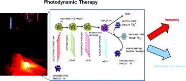 The immunosuppressive side of PDT - Photochemical & Photobiological ...