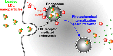 Cytosolic delivery of LDL nanoparticle cargo using photochemical ...