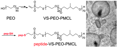 Synthesis and characterization of reactive PEO–PMCL polymersomes ...