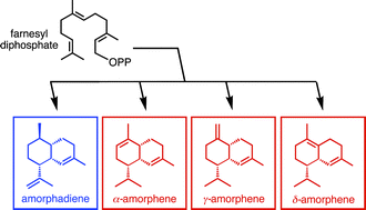 A tangled web—interconnecting pathways to amorphadiene and the ...