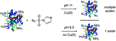 Metal-free and pH-controlled introduction of azides in proteins ...