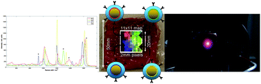 Surface enhanced spatially offset Raman spectroscopic (SESORS) imaging ...