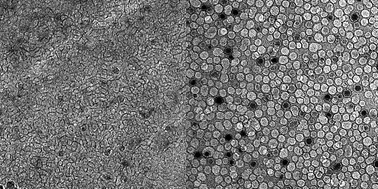 Cryo-TEM imaging of a novel microemulsion system of silicone oil with ...