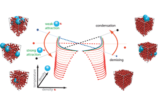 Phase separation in binary eye lens protein mixtures - Soft Matter (RSC ...