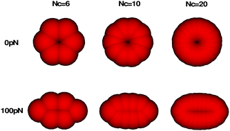 A low-dimensional model for the red blood cell - Soft Matter (RSC ...