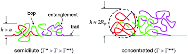 Reptation in langmuir polymer monolayers - Soft Matter (RSC Publishing)