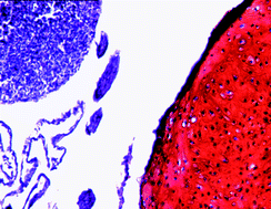 Primary chondrocytes enhance cartilage tissue formation upon co-culture ...