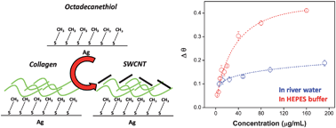 SPR imaging study of DNA wrapped single wall carbon nanotube (ssDNA ...