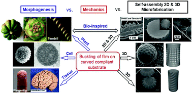 Buckling patterns of thin films on curved compliant substrates with ...