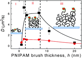 Molecular diffusion on surface tethered polymer layers: coupling of ...