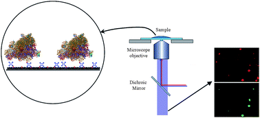 Single molecule fluorescence spectroscopy: a tool for protein studies ...